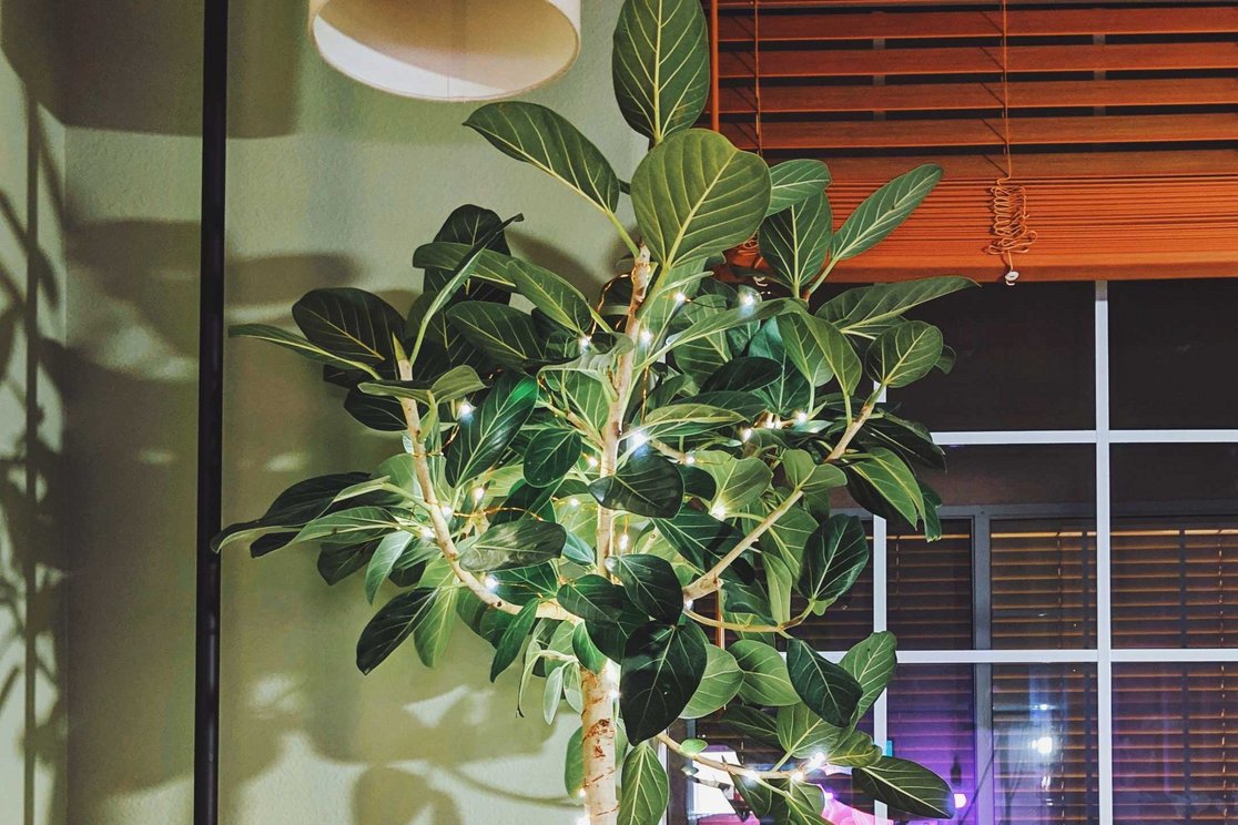 Off Topic at Riot: Cats and Dogs Part Three | Riot Games