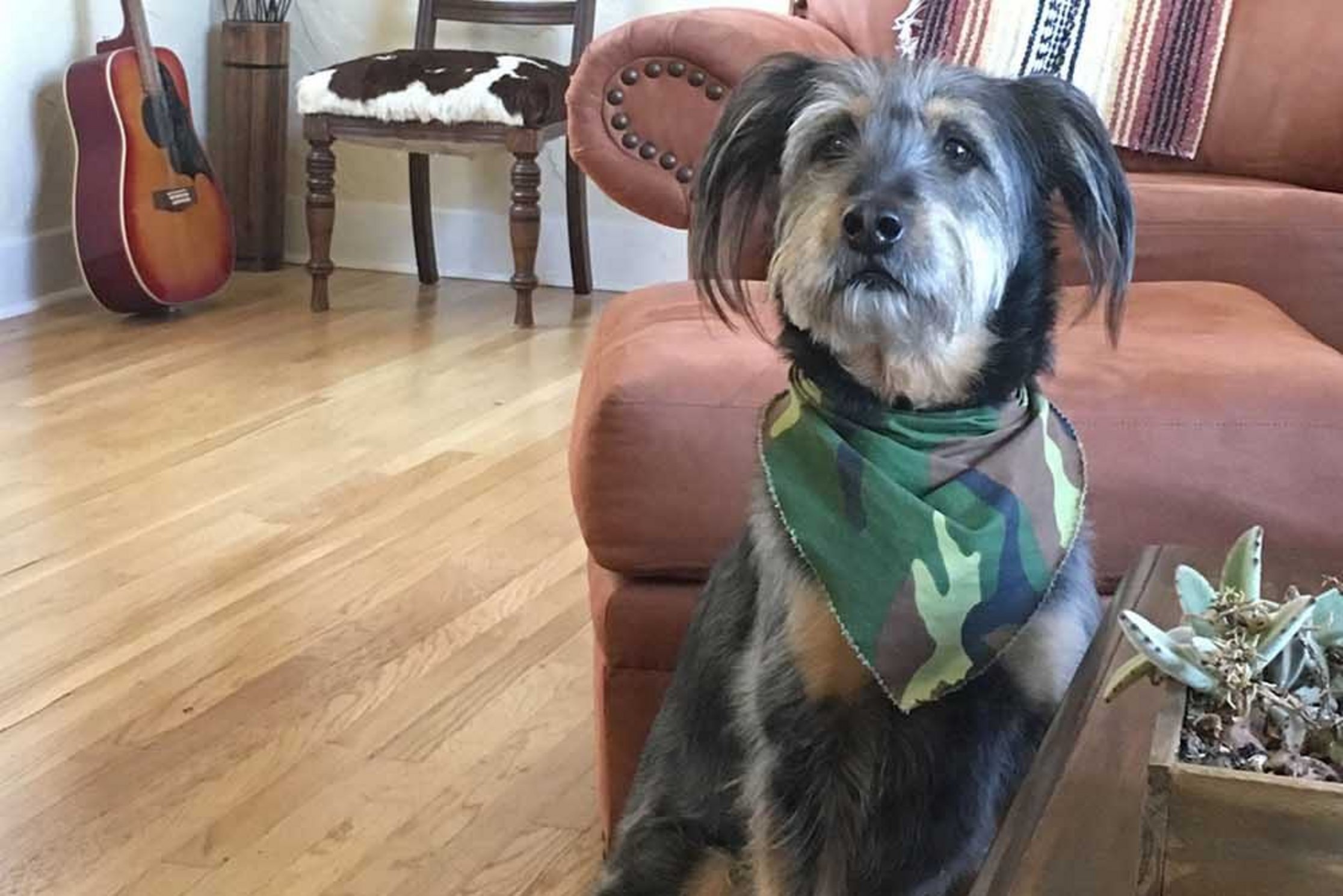 Off Topic at Riot: Cats and Dogs Part Three | Riot Games